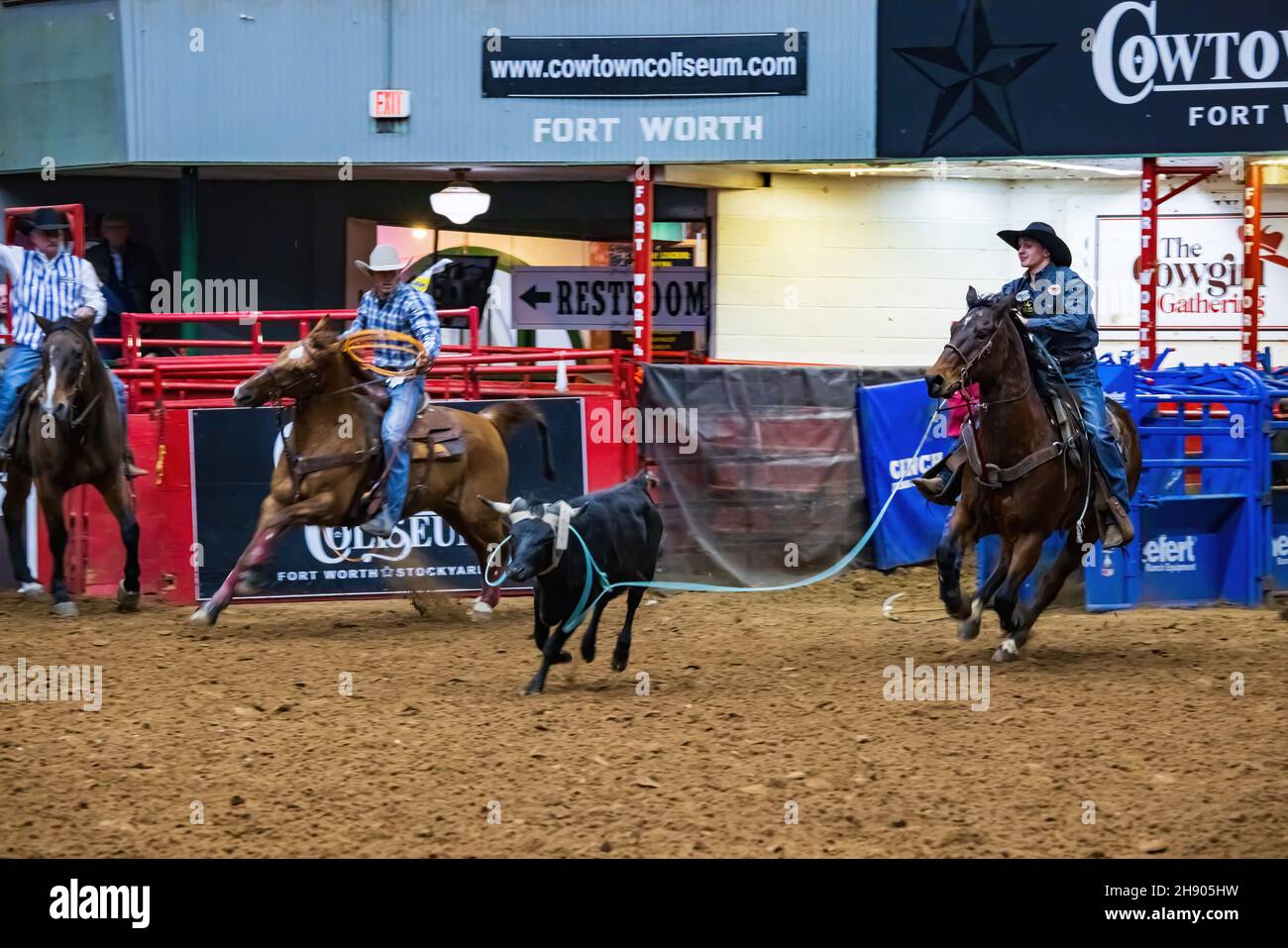 Fort Worth, NOV 27 2021, Team roping competition in the Stockyards ...