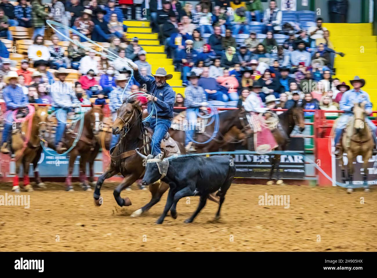 Team roping rodeo hi-res stock photography and images - Alamy