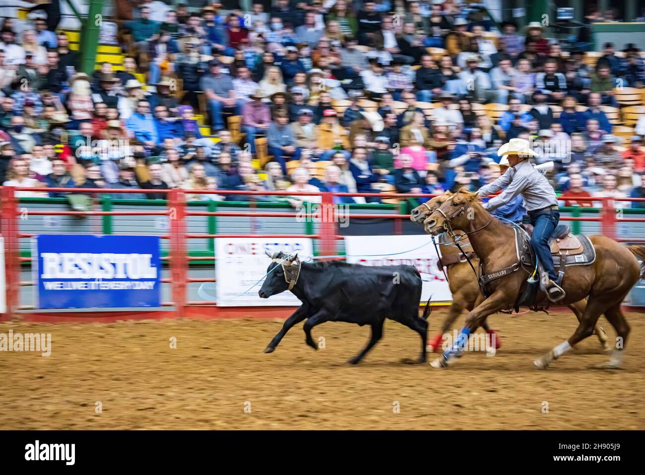 Fort Worth, NOV 27 2021, Team roping competition in the Stockyards ...