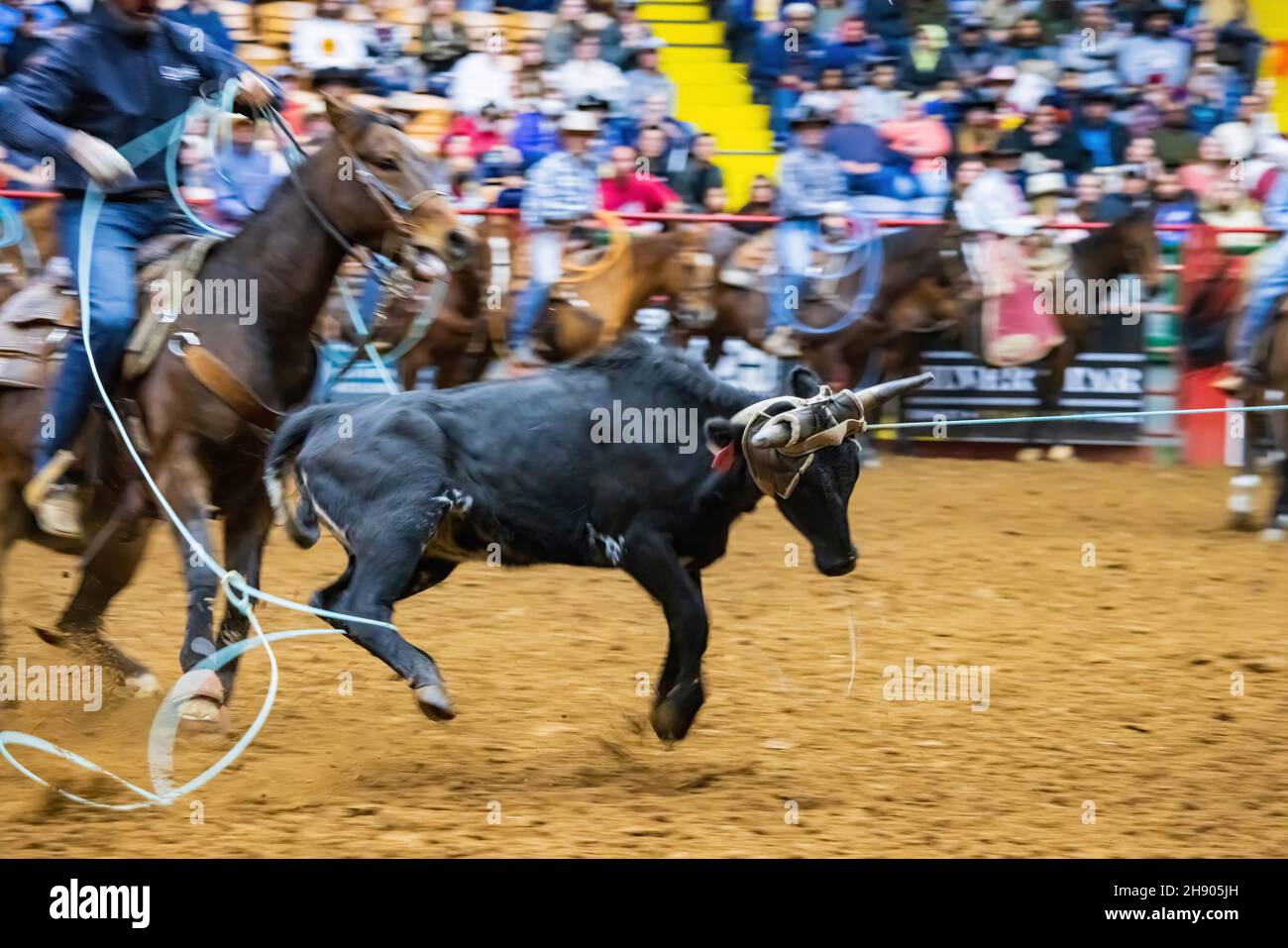 Fort Worth, NOV 27 2021, Team roping competition in the Stockyards ...