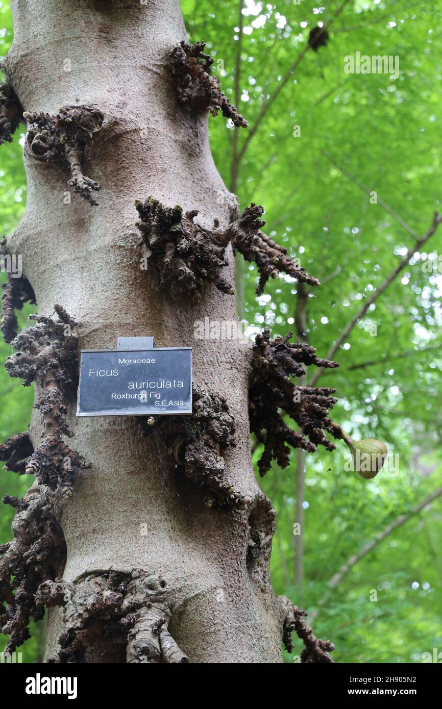 Australian Fig Ficus Stock Photo - Alamy