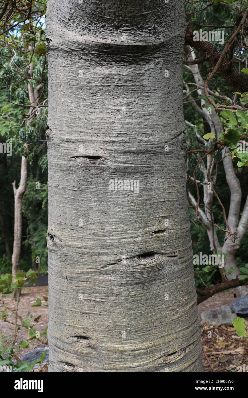 Knotted tree hi-res stock photography and images - Alamy