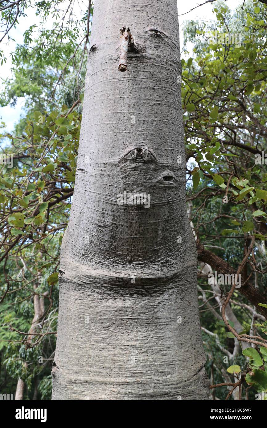 Knotted tree hi-res stock photography and images - Alamy