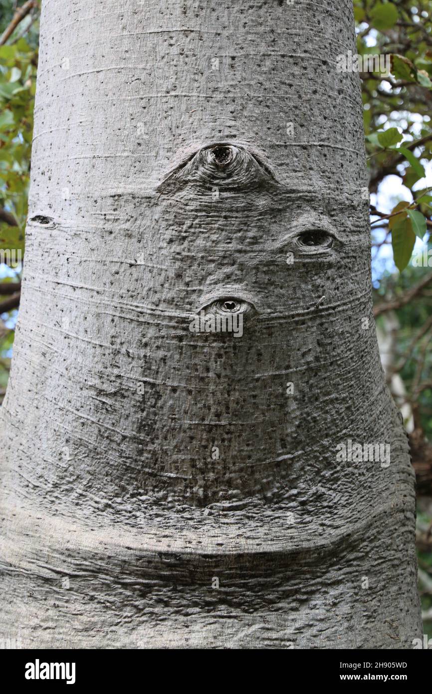 Knotted tree hi-res stock photography and images - Alamy