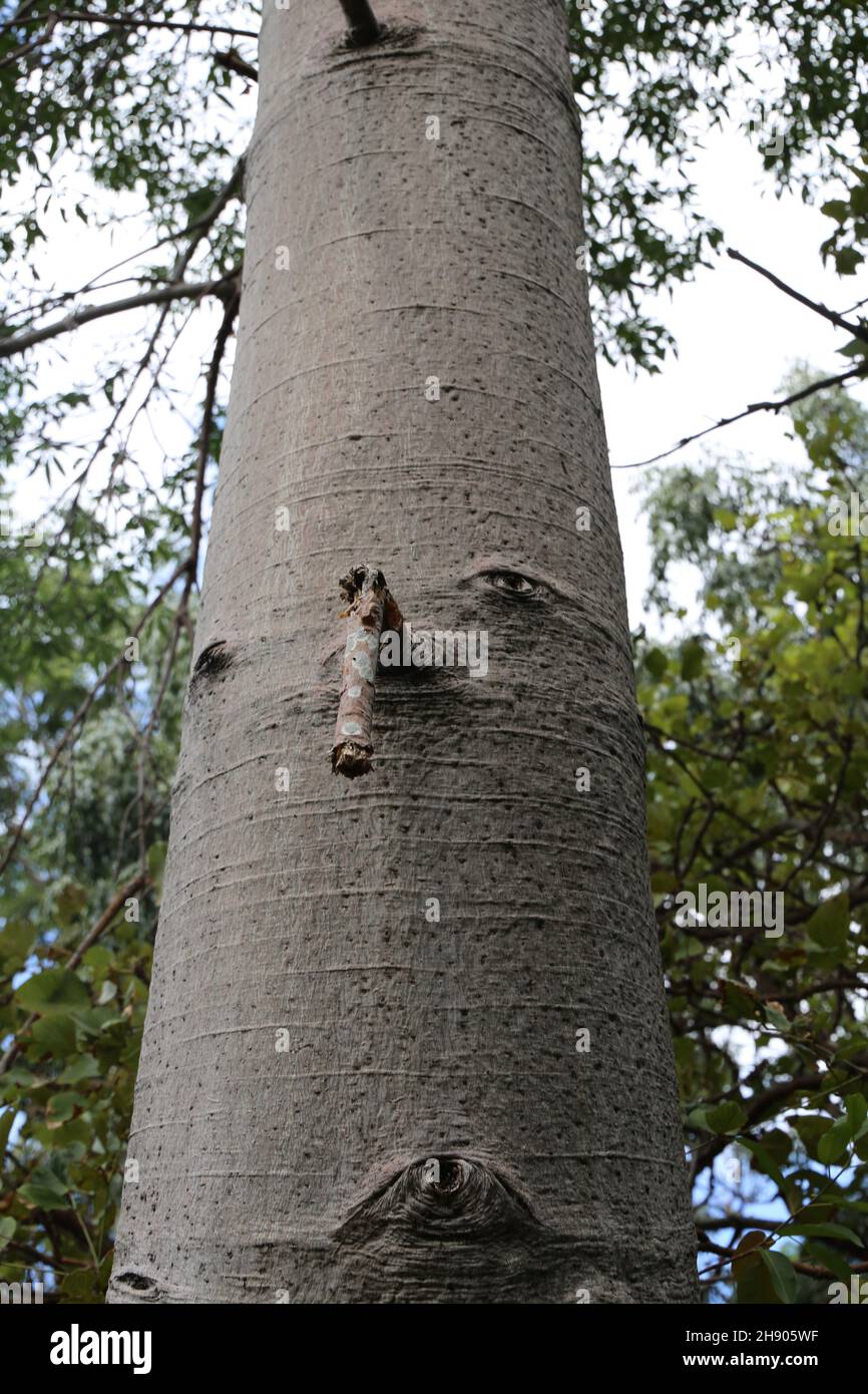 Knotted tree hi-res stock photography and images - Alamy