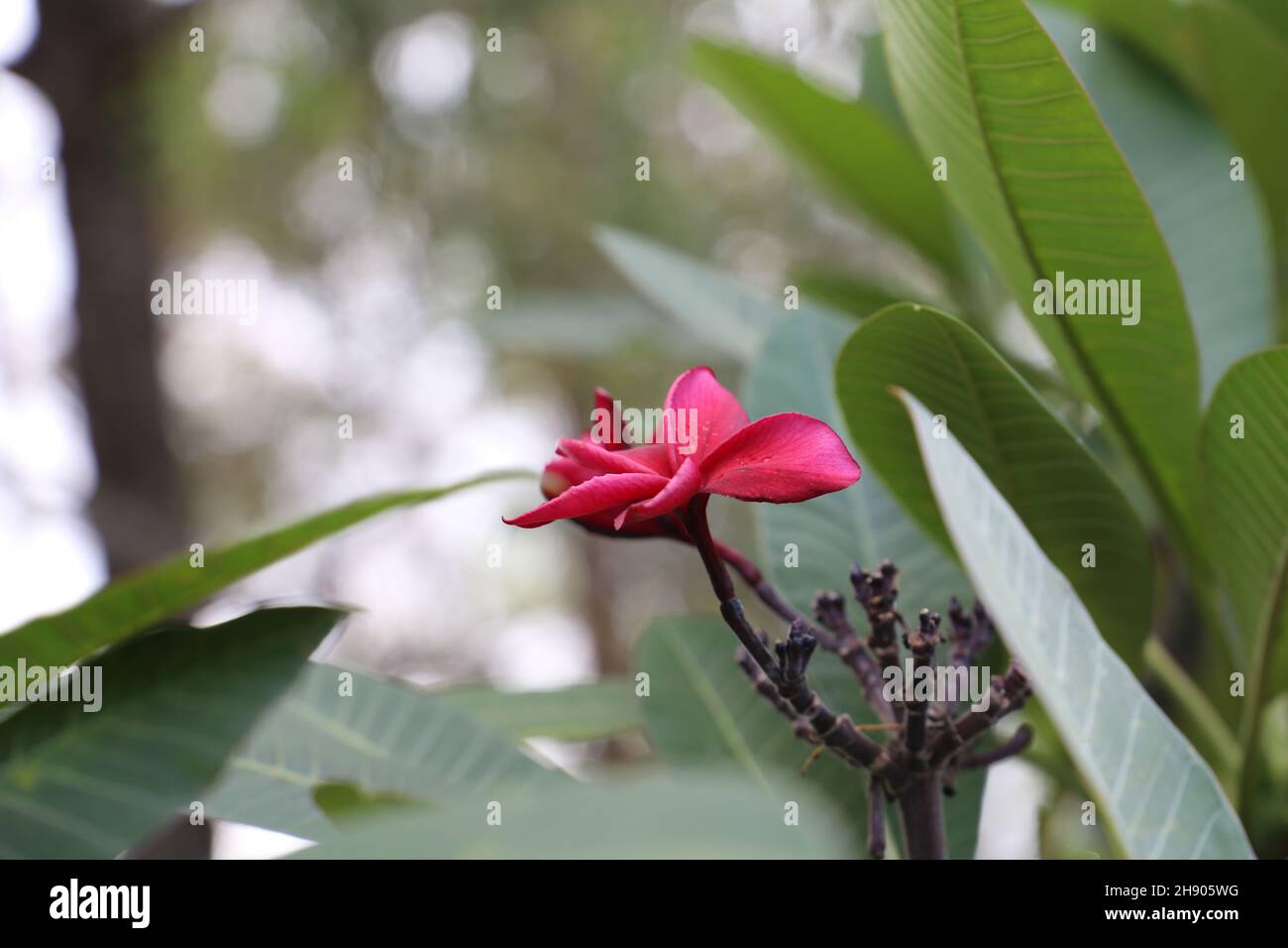Frangipani beach australia hi-res stock photography and images - Alamy