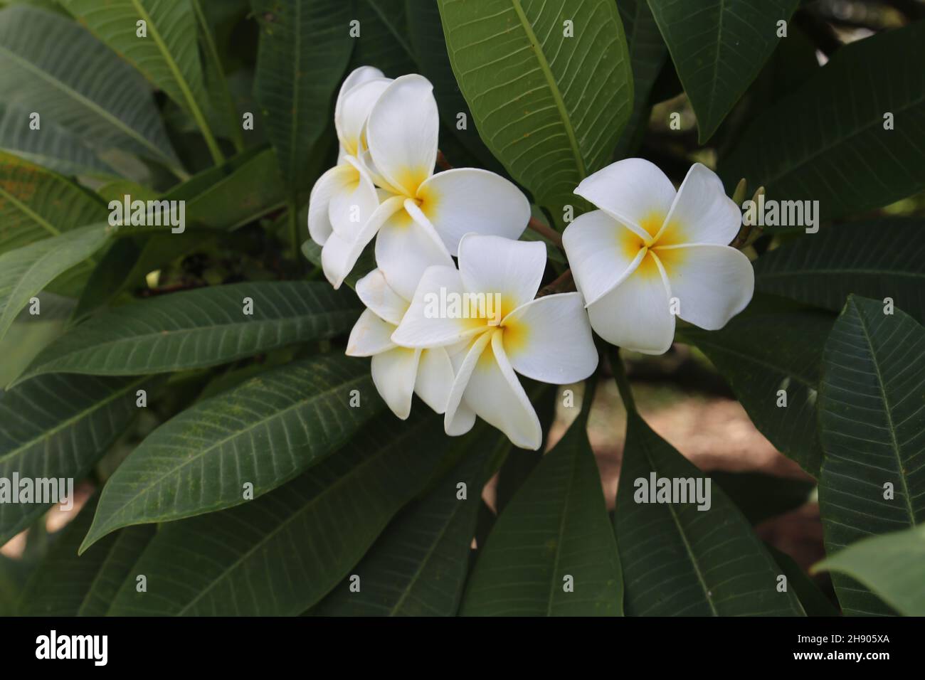 Australian frangipani hi-res stock photography and images - Alamy