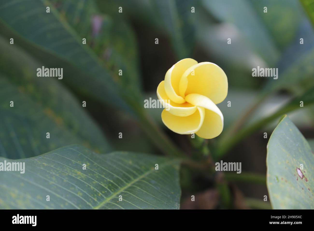 Australian frangipani hi-res stock photography and images - Alamy