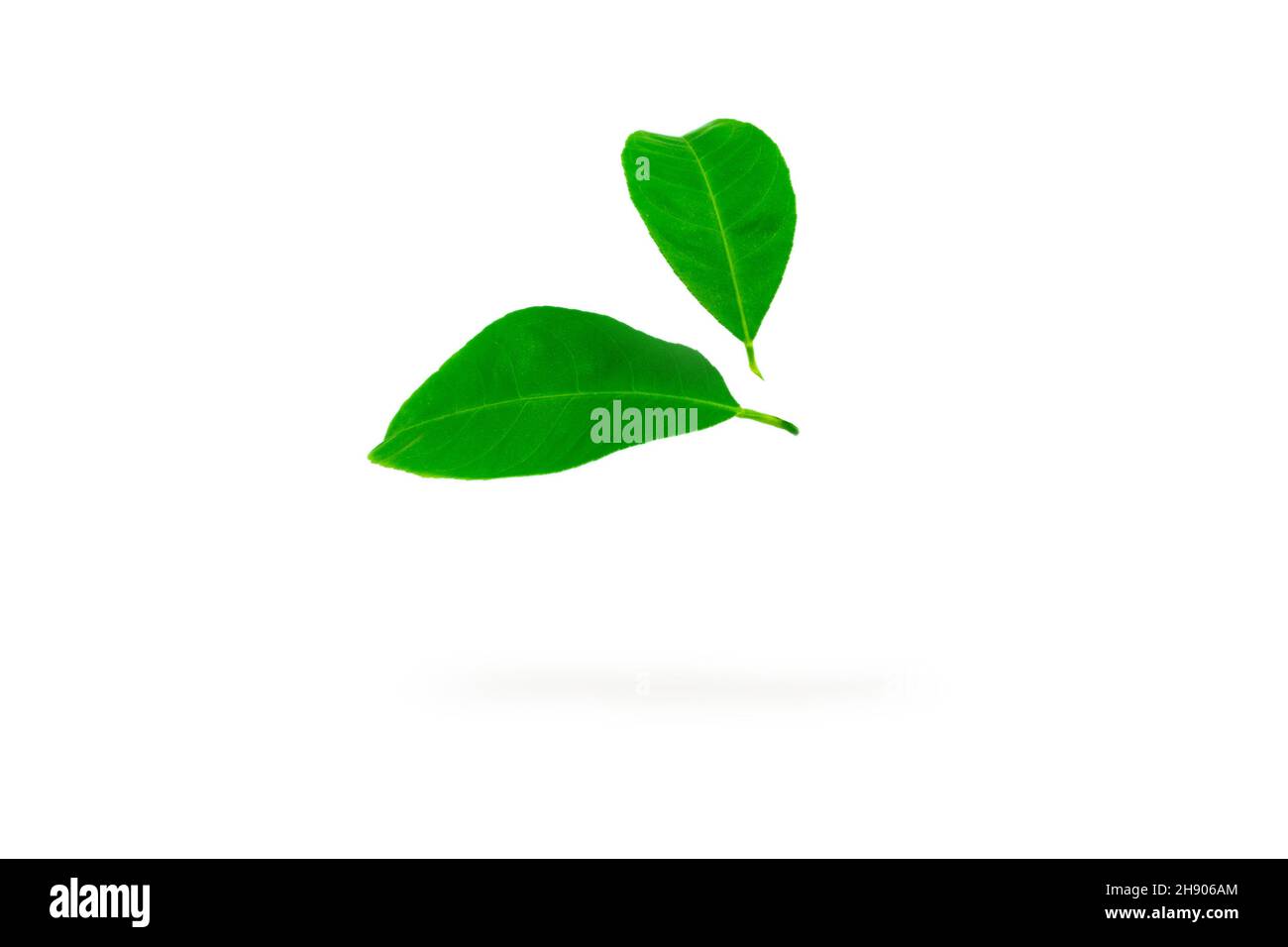 Falling citrus leaves isolated on a white background. Close up isolated ...