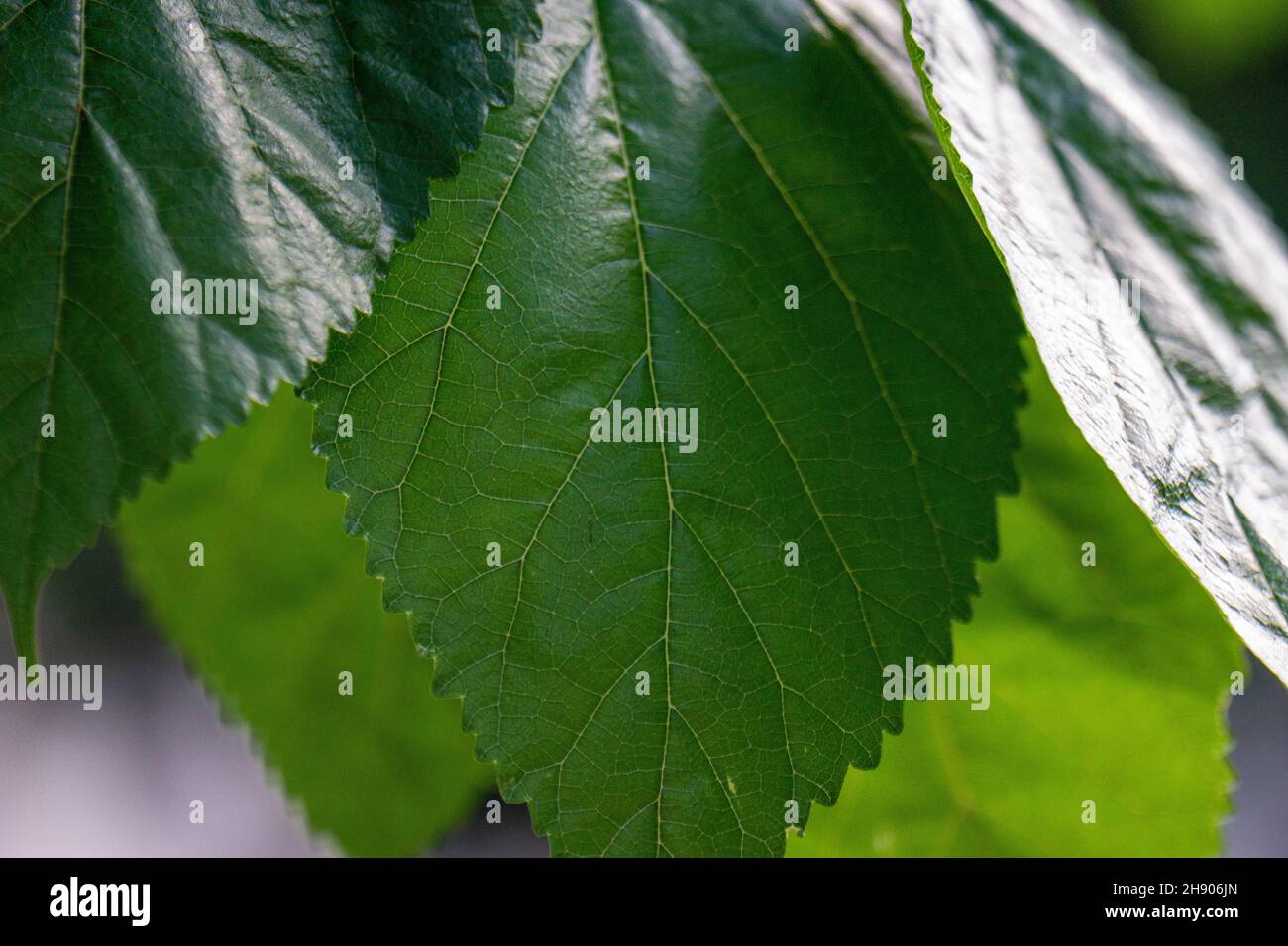 Close up of green fresh leaves of tree wych elm with sunlight Stock ...