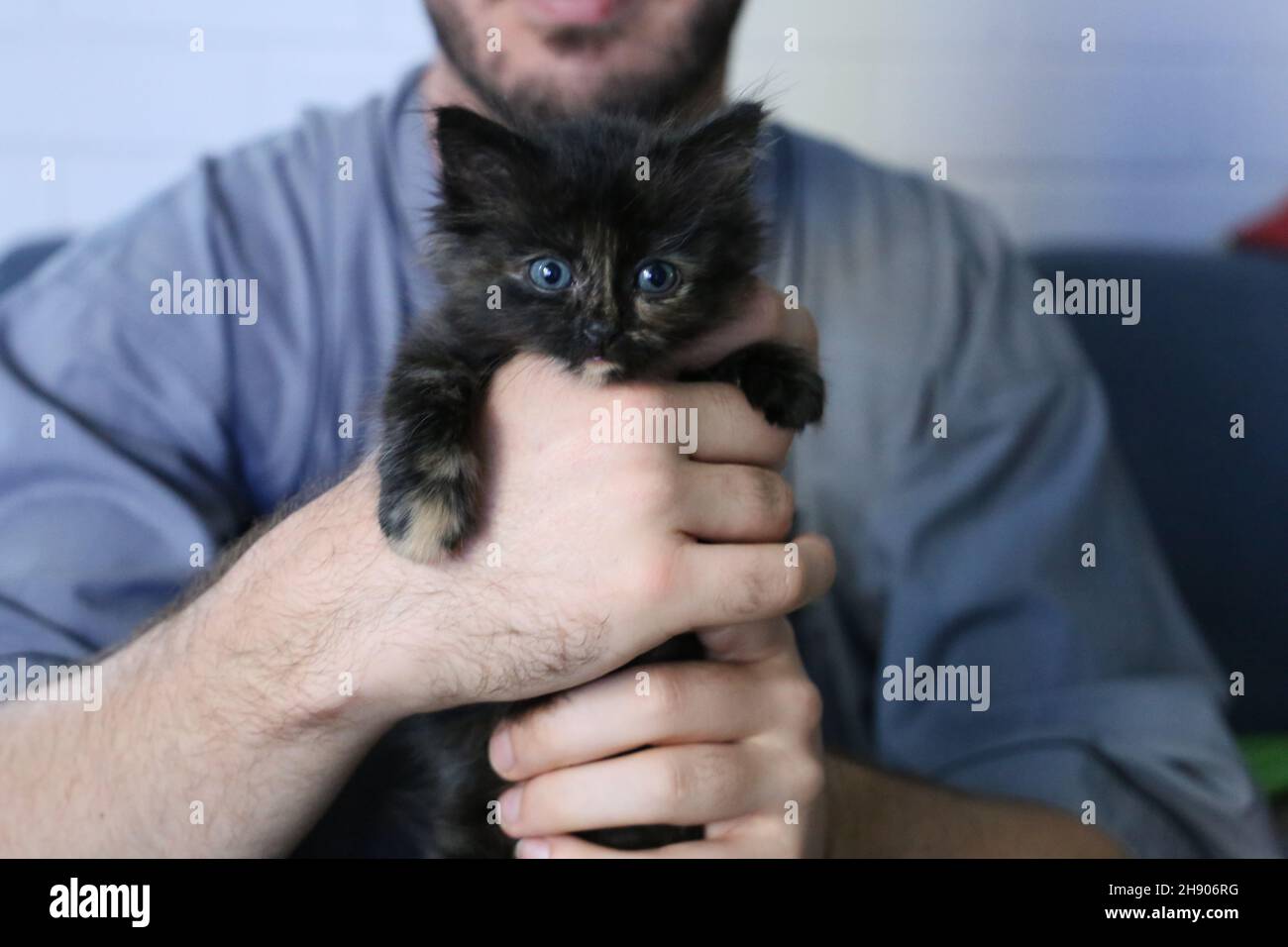 Tiny Kitten Cat Black Stock Photo - Alamy