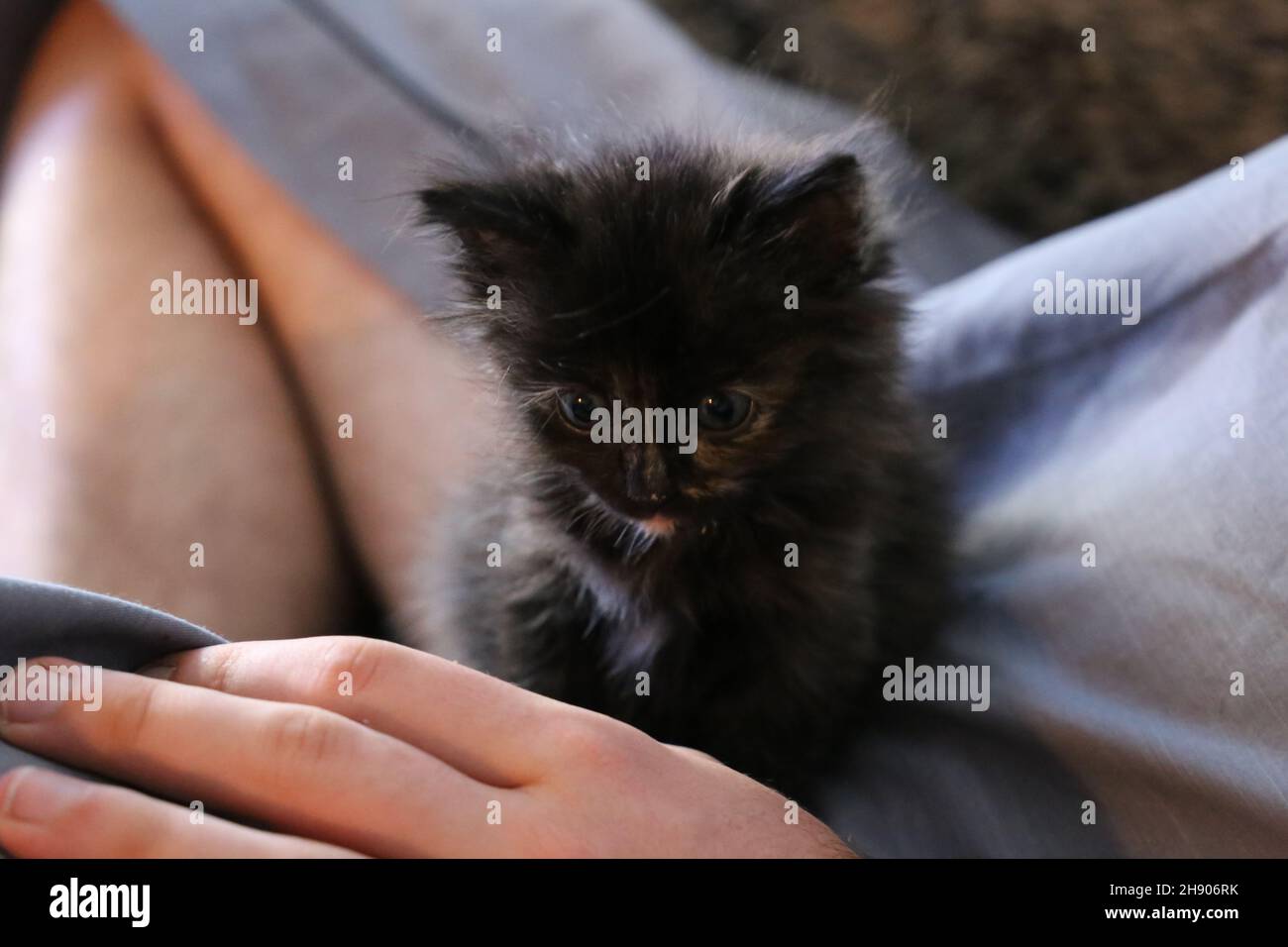 Kawaii kitten hi-res stock photography and images - Alamy