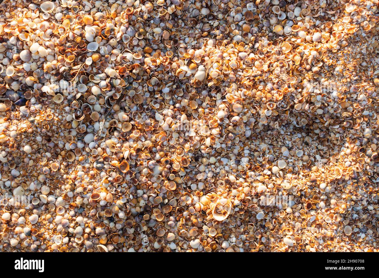 A background of shells on a seashell beach. A large number of small ...