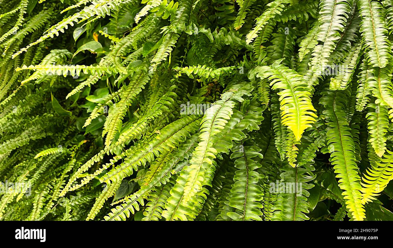 Plant background cinemagraph with green fern leaves Stock Photo - Alamy