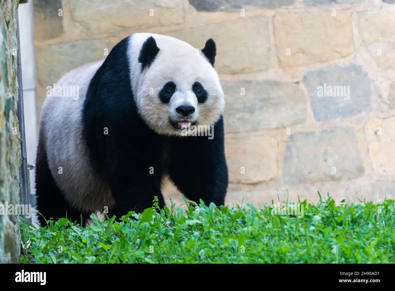 Mei xiang and national zoo hi-res stock photography and images - Alamy