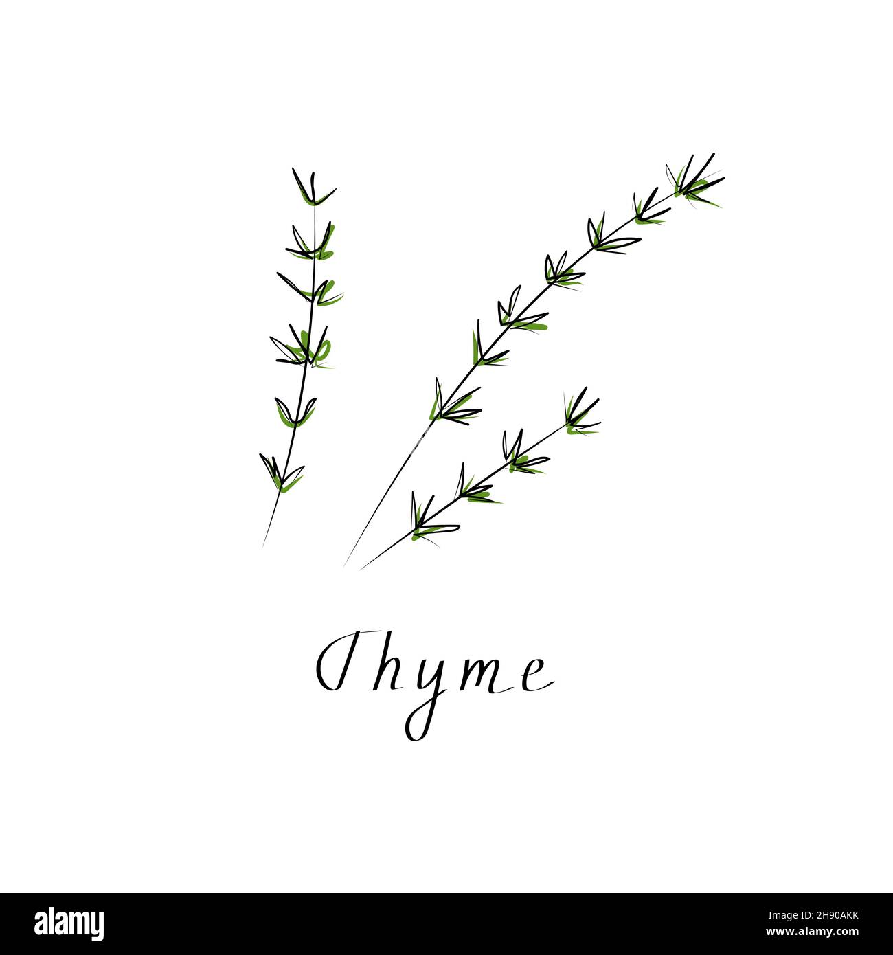 Thyme Illustration