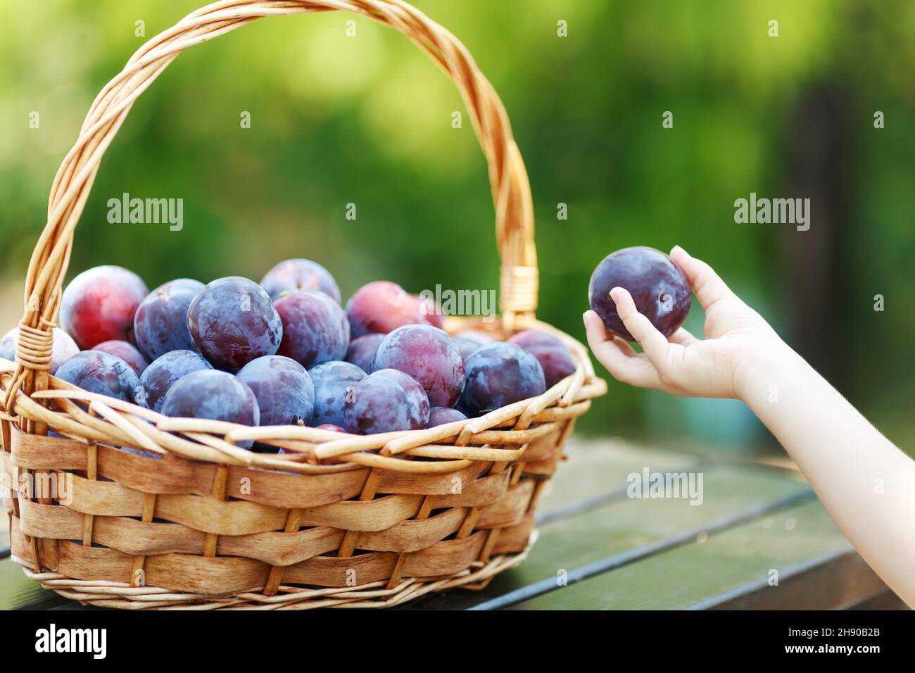 Hand taking plum hi-res stock photography and images - Alamy