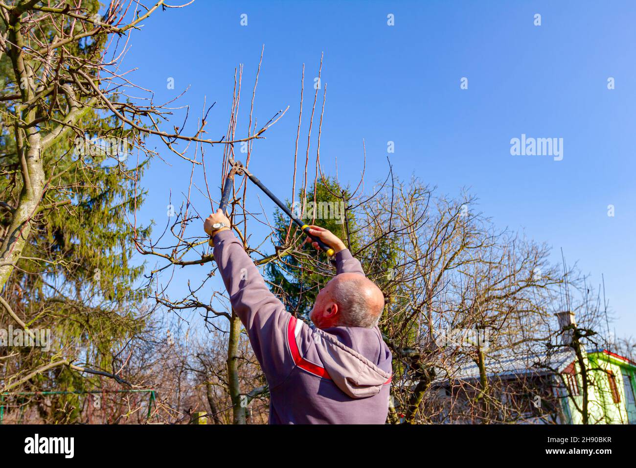 Farmer is pruning branches of fruit trees in orchard using long loppers ...