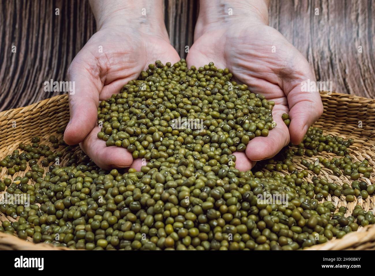 Brown bowl full of dry mung beans. Hands full of fresh mung beans ...