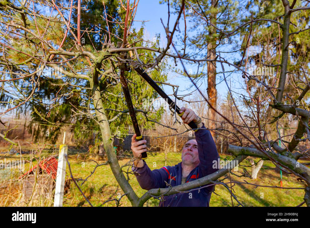 Farmer is pruning branches of fruit trees in orchard using long loppers ...