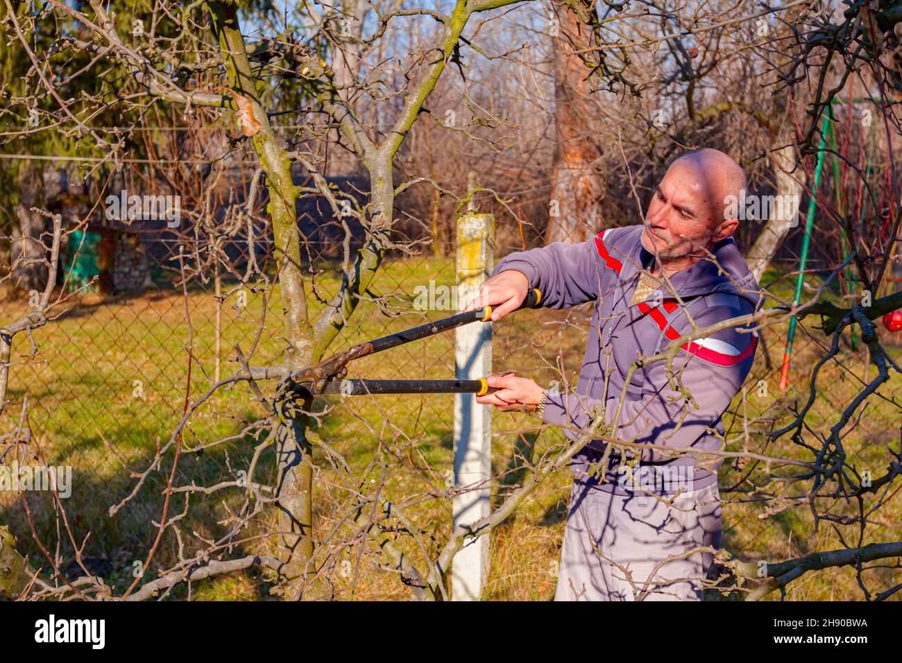 Farmer is pruning branches of fruit trees in orchard using long loppers ...