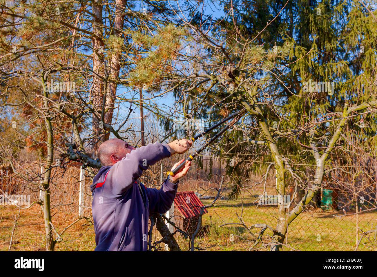 Farmer is pruning branches of fruit trees in orchard using long loppers ...