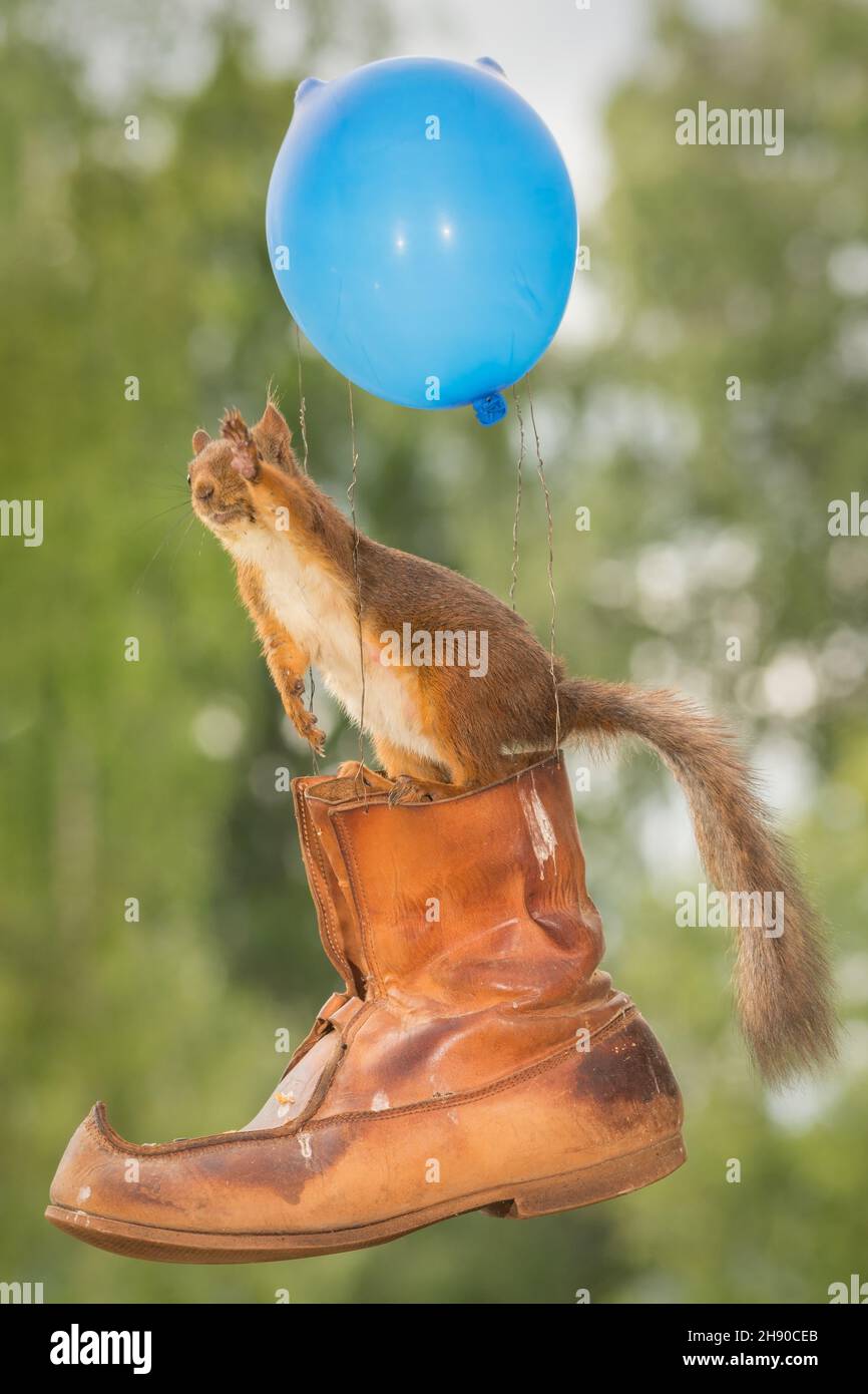 female red squirrel standing in a shoe in the air with a balloon Stock ...