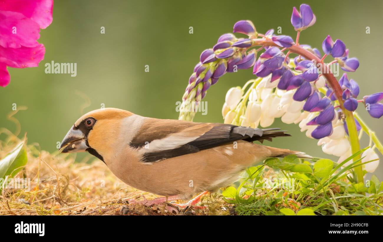 Male and female hawfinch hi-res stock photography and images - Alamy