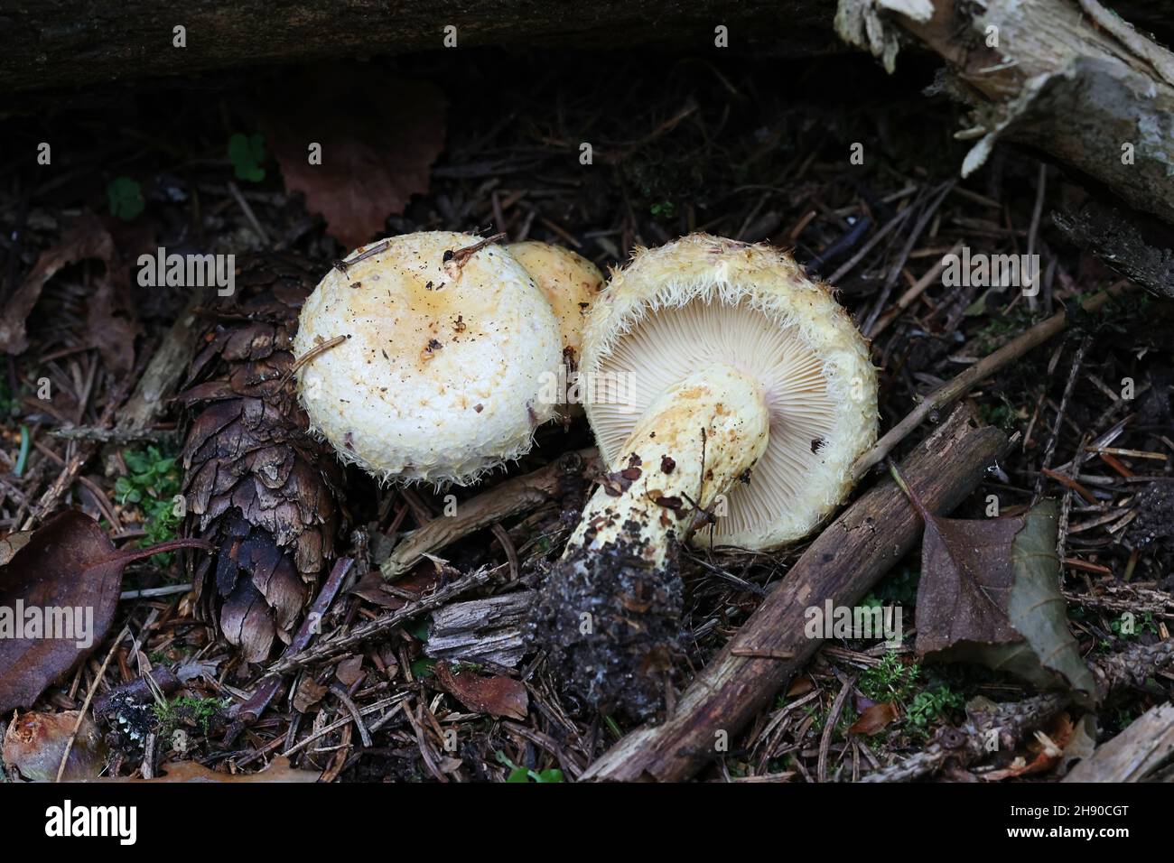 Lactarius repraesentaneus, known as the northern bearded milkcap, the ...