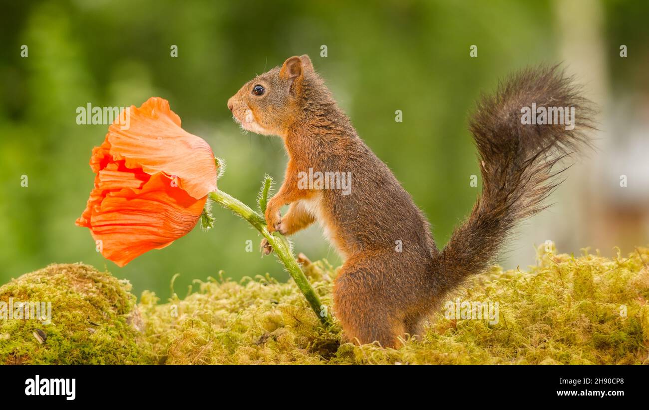 Scarlet Squirrel High Resolution Stock Photography and Images - Alamy