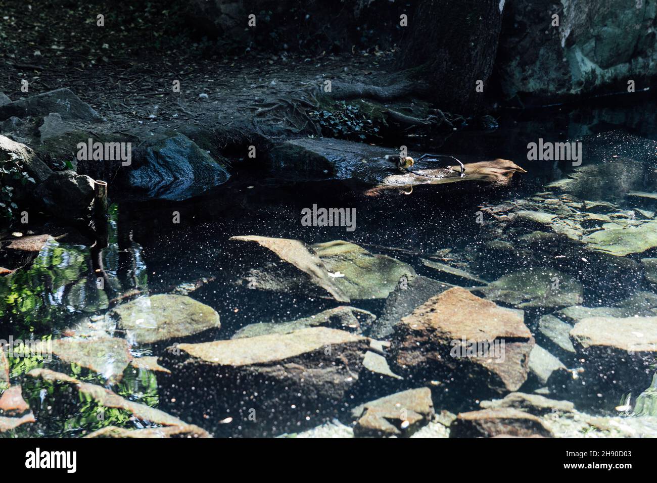 little duckling alone without mom on the lake Stock Photo - Alamy