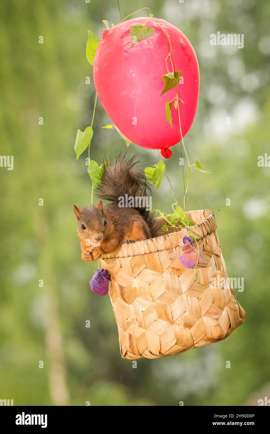 wet female red squirrel standing in a basket in the air with a balloon ...