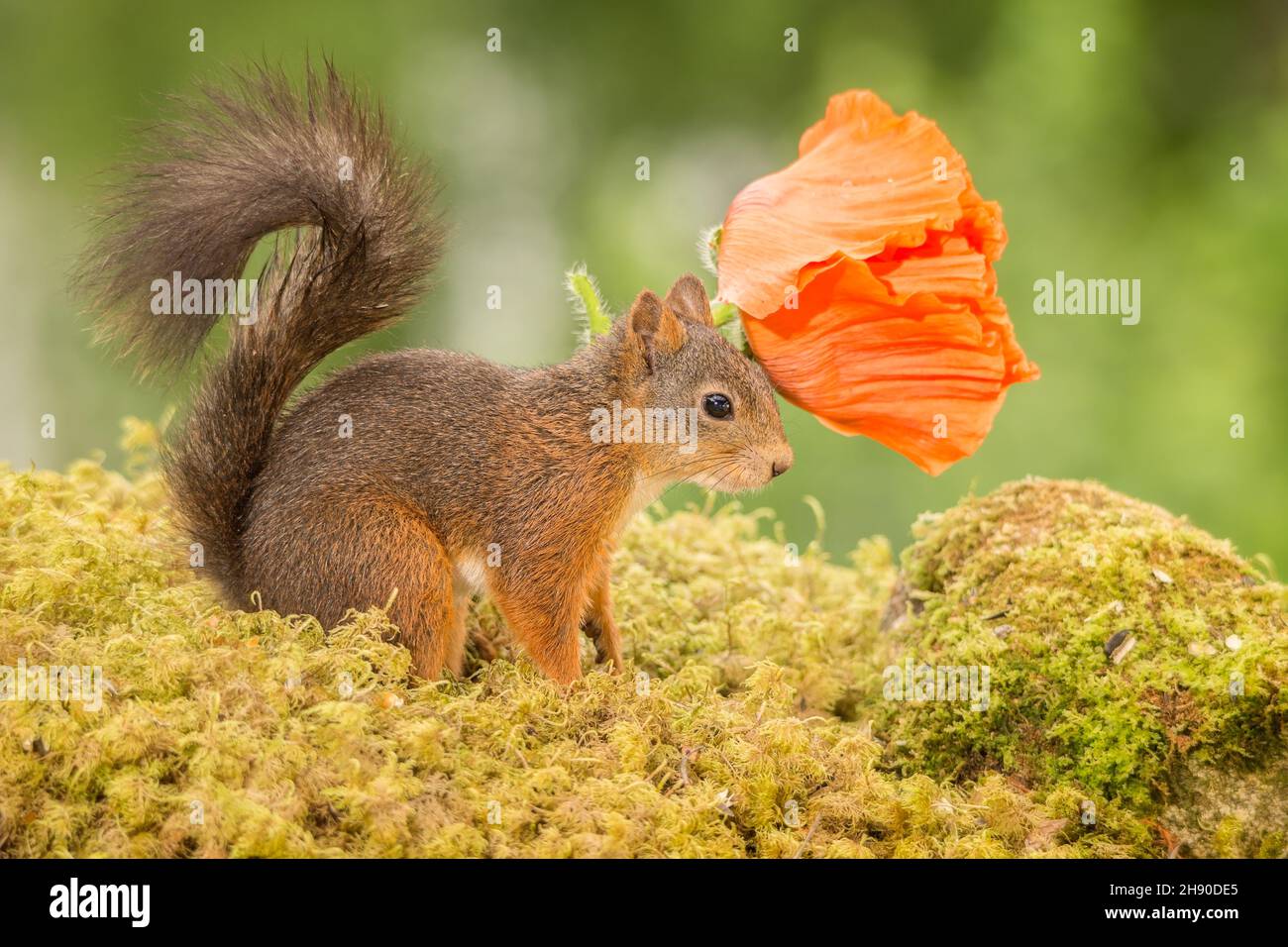 Scarlet Squirrel High Resolution Stock Photography and Images - Alamy