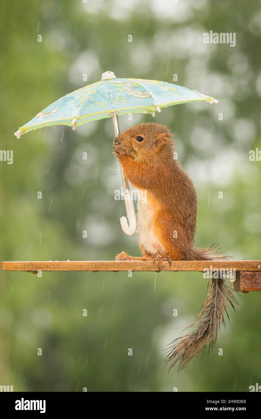 wet female red squirrel standing on wood holding a umbrella during rain ...