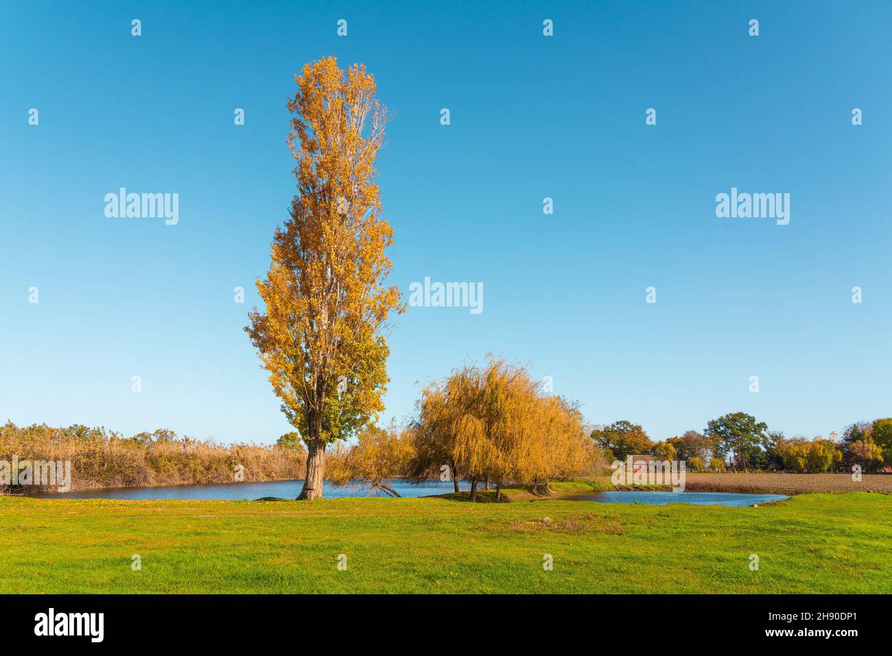 Yellow poplar hi-res stock photography and images - Alamy