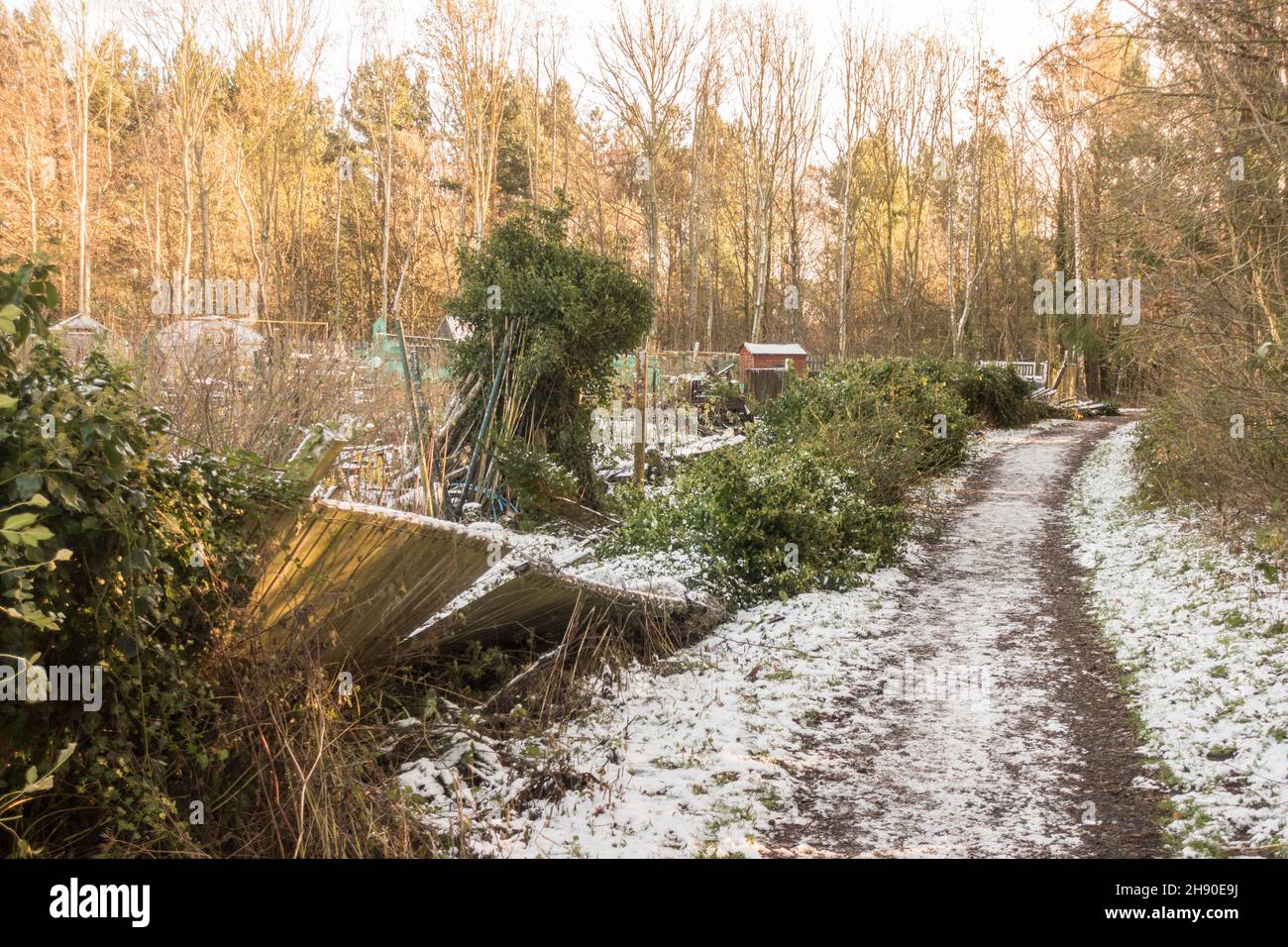 The perimeter fence of allotment gardens blown down during storm Arwen ...