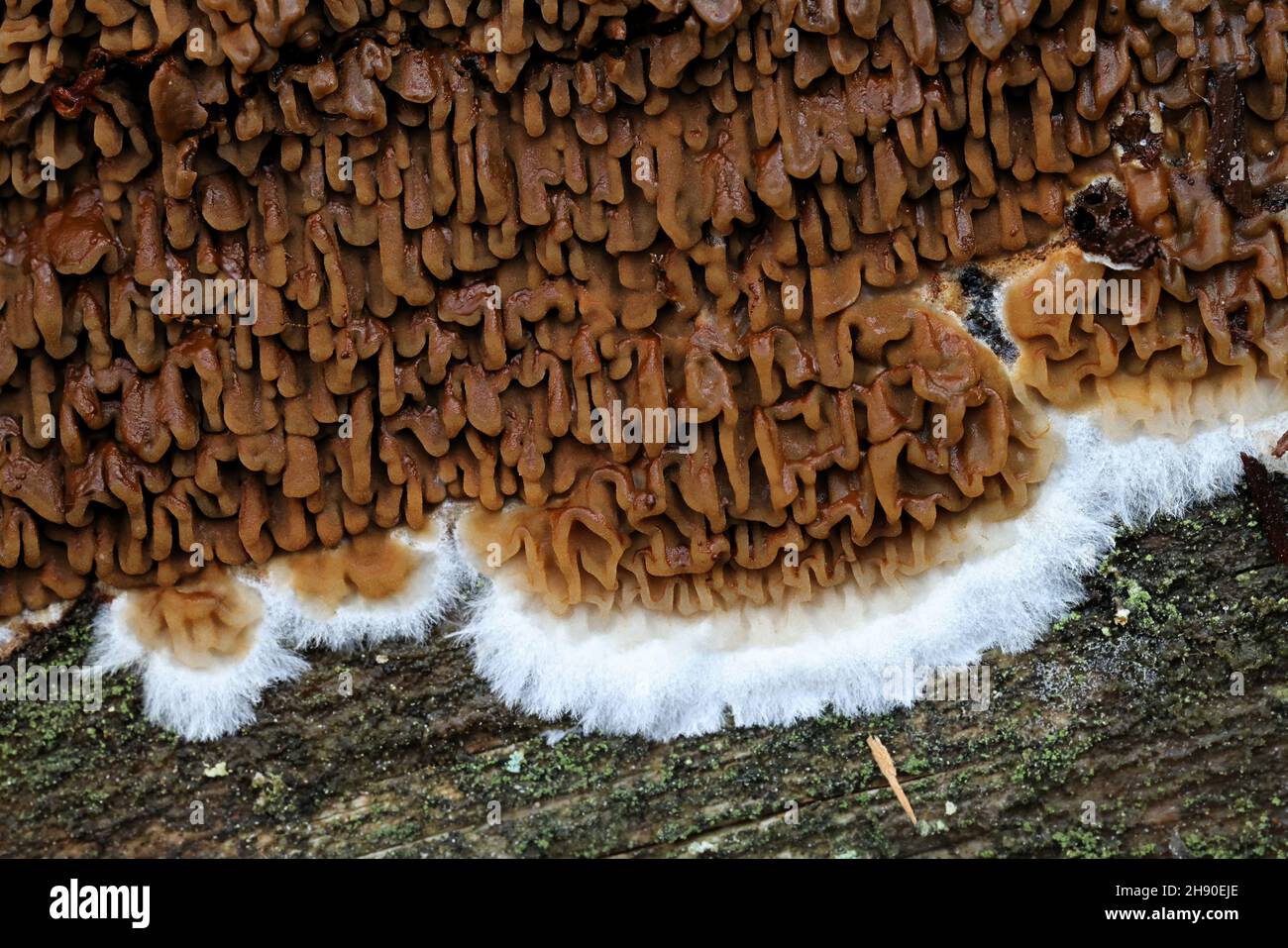 Serpula himantioides, a resupinate dry rot fungus from Finland, no ...
