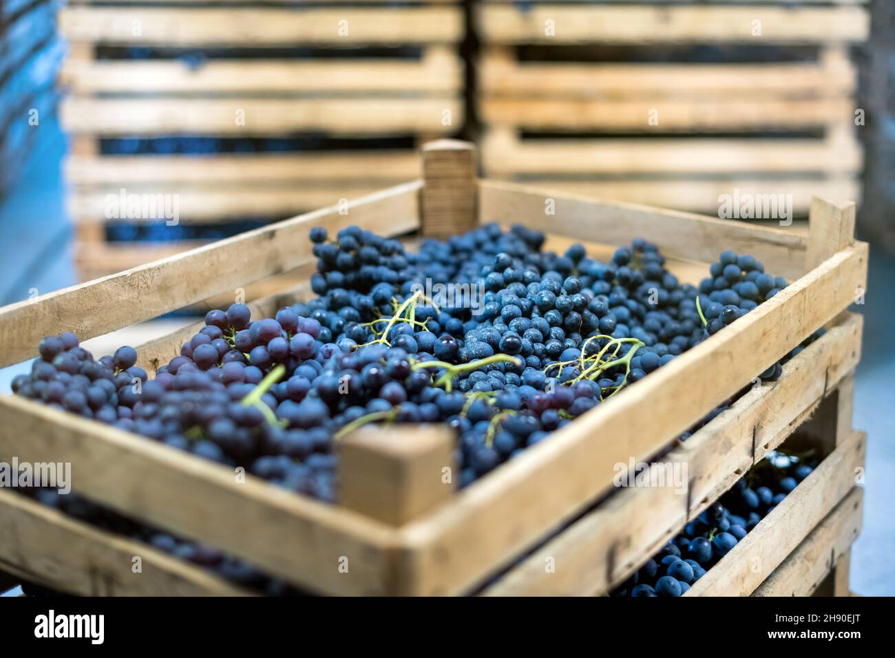From above of fresh ripe black grapes harvested into wooden boxes in ...