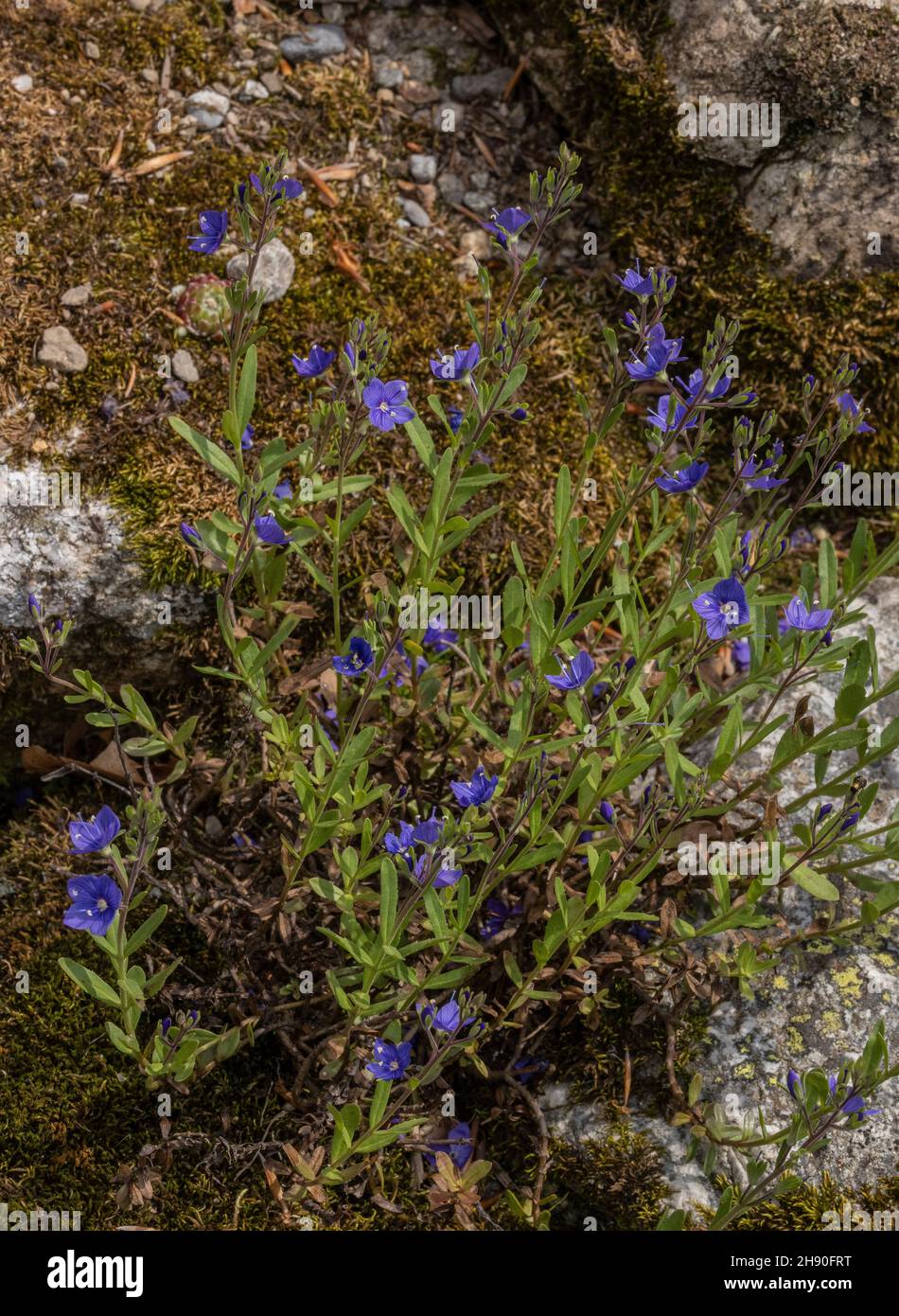 Veronica fruticans hi-res stock photography and images - Alamy
