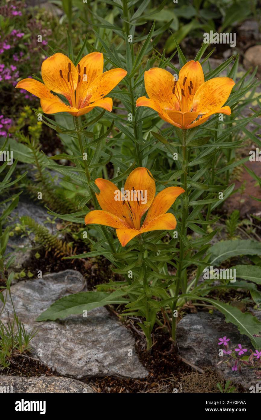 Orange lily, Lilium bulbiferum, in flower in the Italian Alps Stock ...