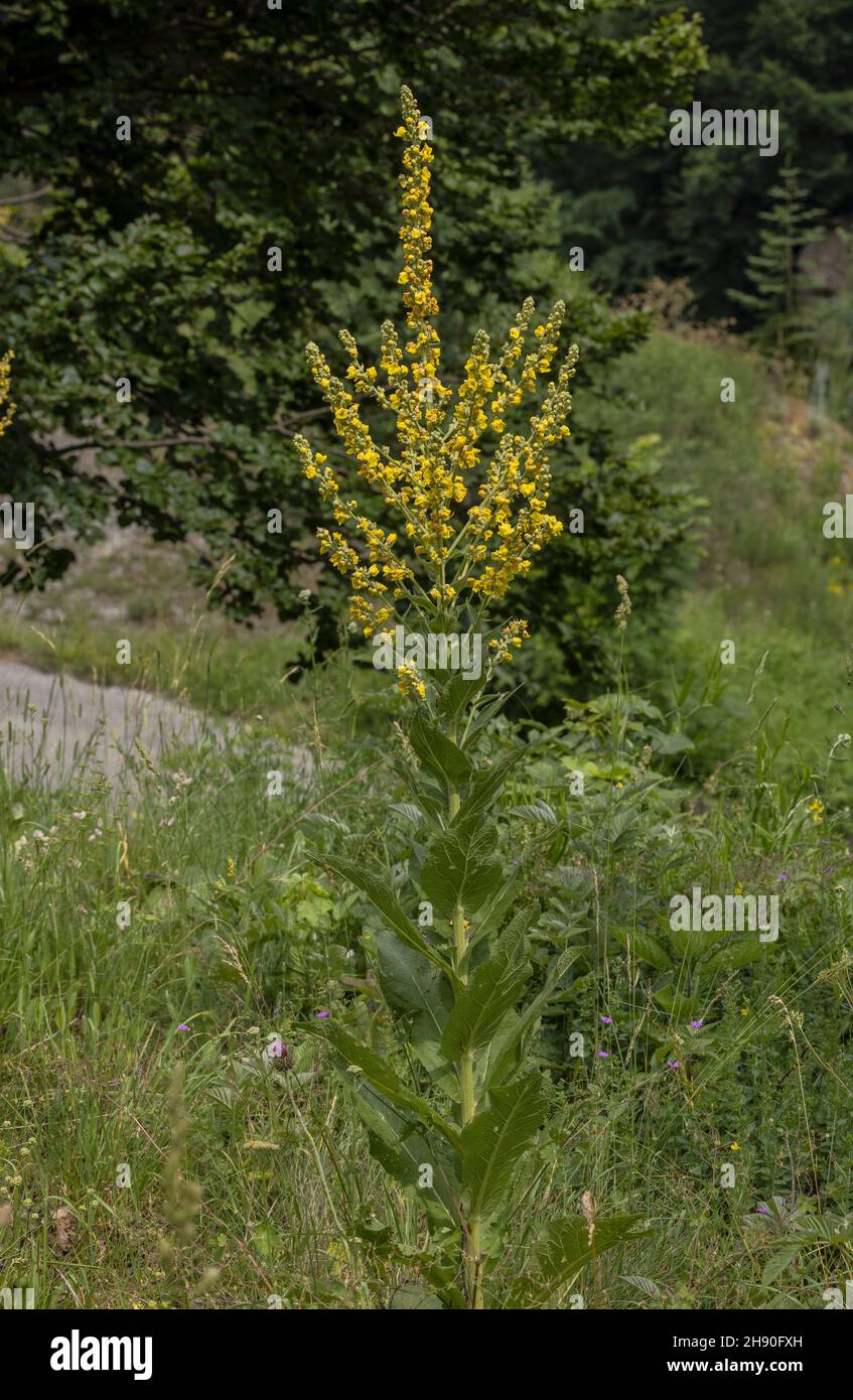 White mullein, Verbascum lychnitis, in flower on roadside Stock Photo ...