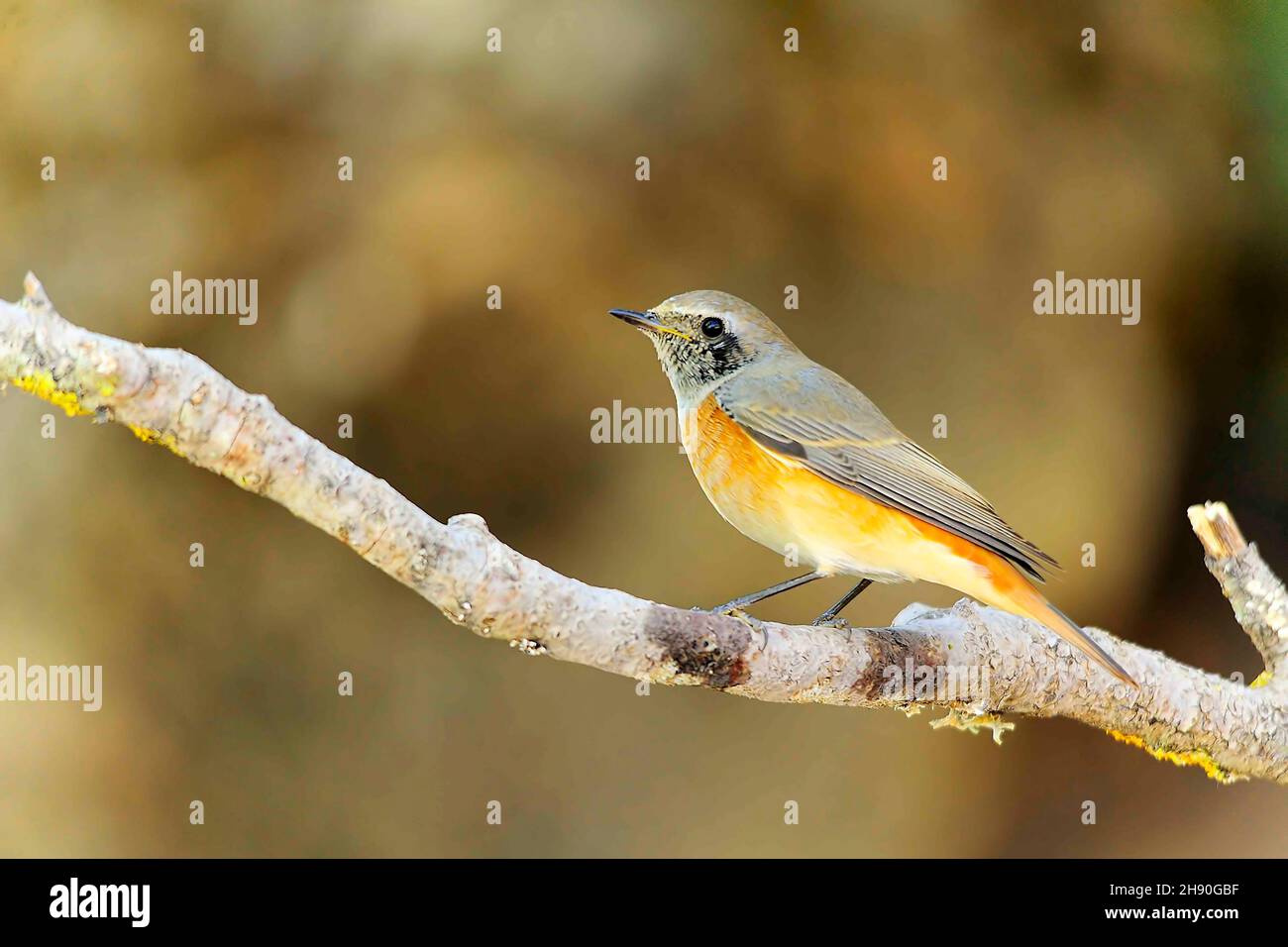 Phoenicurus phoenicurus - The redstart is a species of passerine bird ...