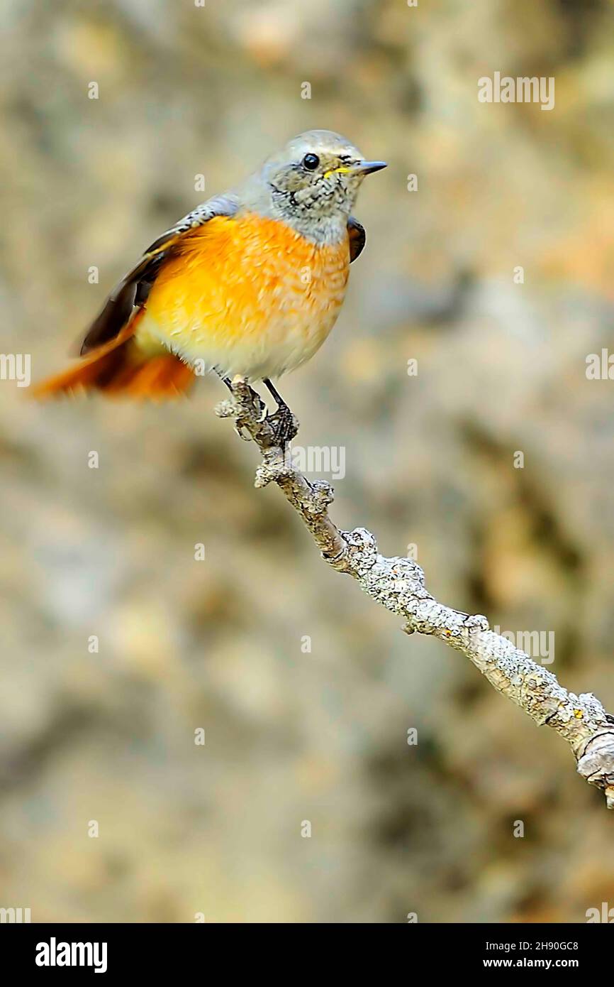 Phoenicurus phoenicurus - The redstart is a species of passerine bird ...
