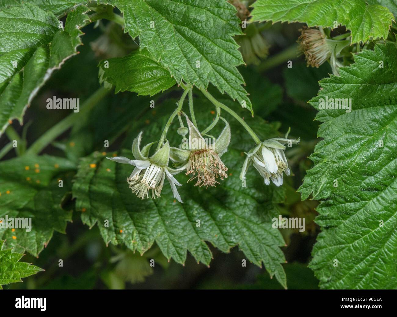 Raspberry wildflowers hi-res stock photography and images - Alamy