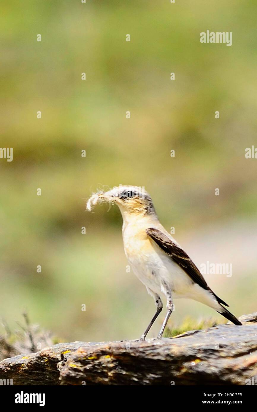 Oenanthe oenanthe - Wheatear is a species of passerine bird in the ...