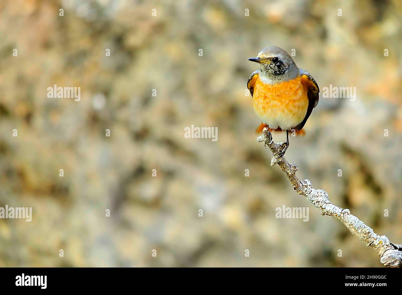 Phoenicurus phoenicurus - The redstart is a species of passerine bird ...