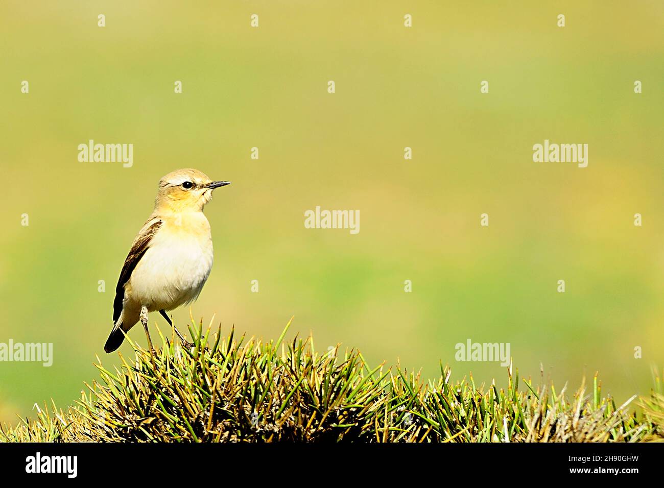 Oenanthe oenanthe - Wheatear is a species of passerine bird in the ...