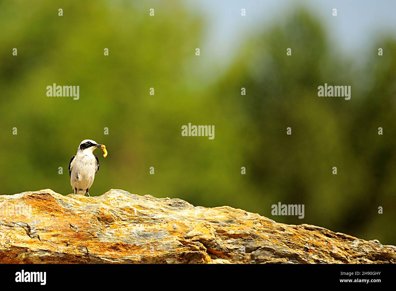 Oenanthe oenanthe - Wheatear is a species of passerine bird in the ...
