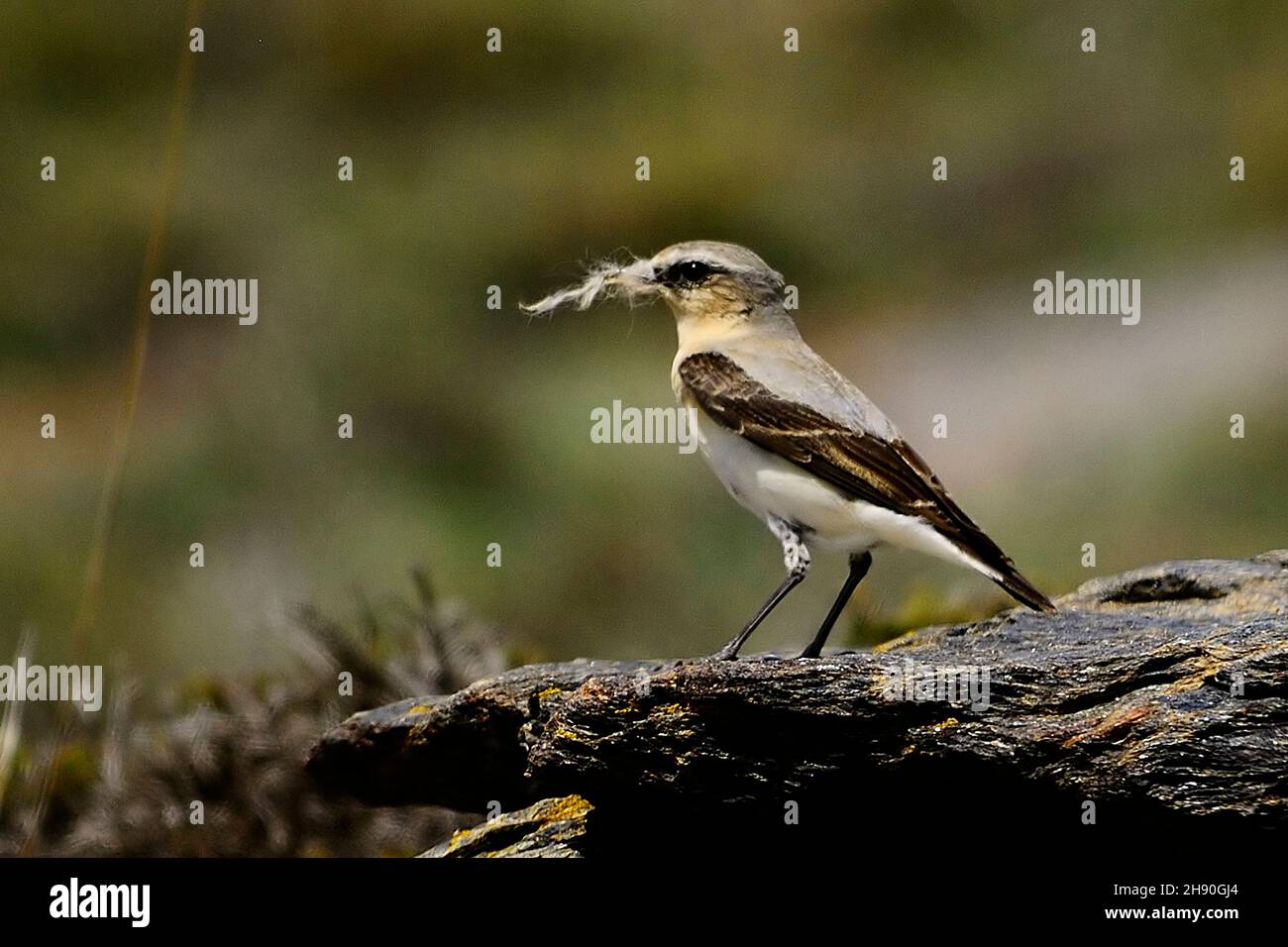 Oenanthe oenanthe - Wheatear is a species of passerine bird in the ...