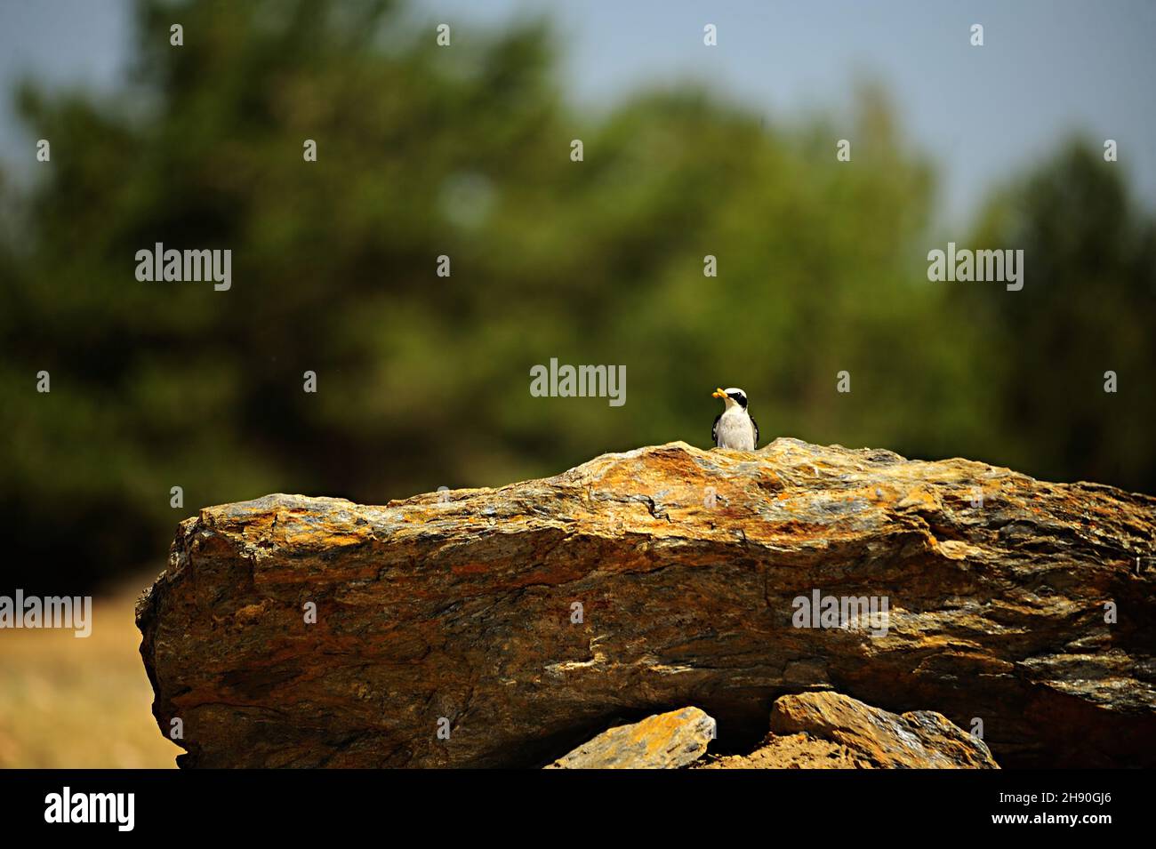 Oenanthe oenanthe - Wheatear is a species of passerine bird in the ...